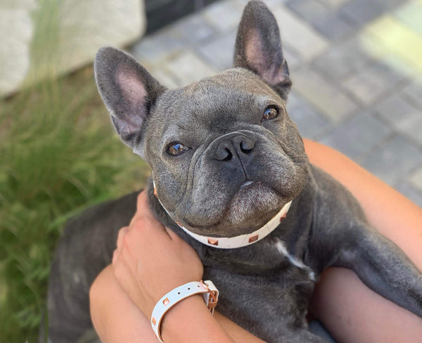 Devon & Fitz – FriendshipCollar