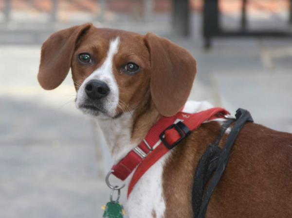 City Dogs Rescue in Washington DC – FriendshipCollar