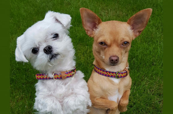 Heidi & Plume – FriendshipCollar