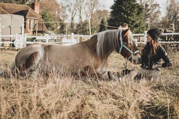 Lucy & Tao – FriendshipCollar