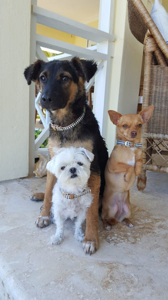 Plume, Heidi & Nono – FriendshipCollar