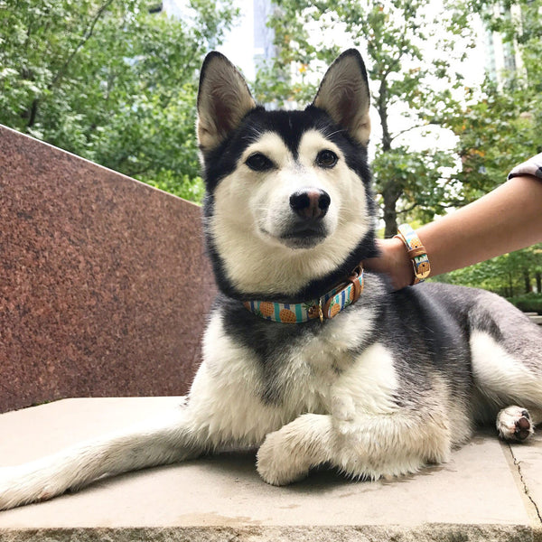 Liz & Maya – FriendshipCollar