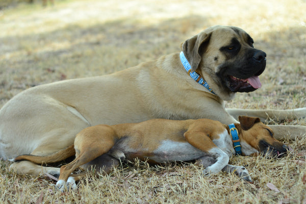 Five Common Dog Behaviors Explained – FriendshipCollar