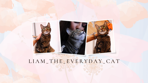 Liam_The_Everyday_Cat – FriendshipCollar
