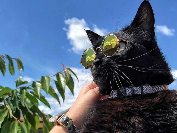 Rover The Cat – FriendshipCollar