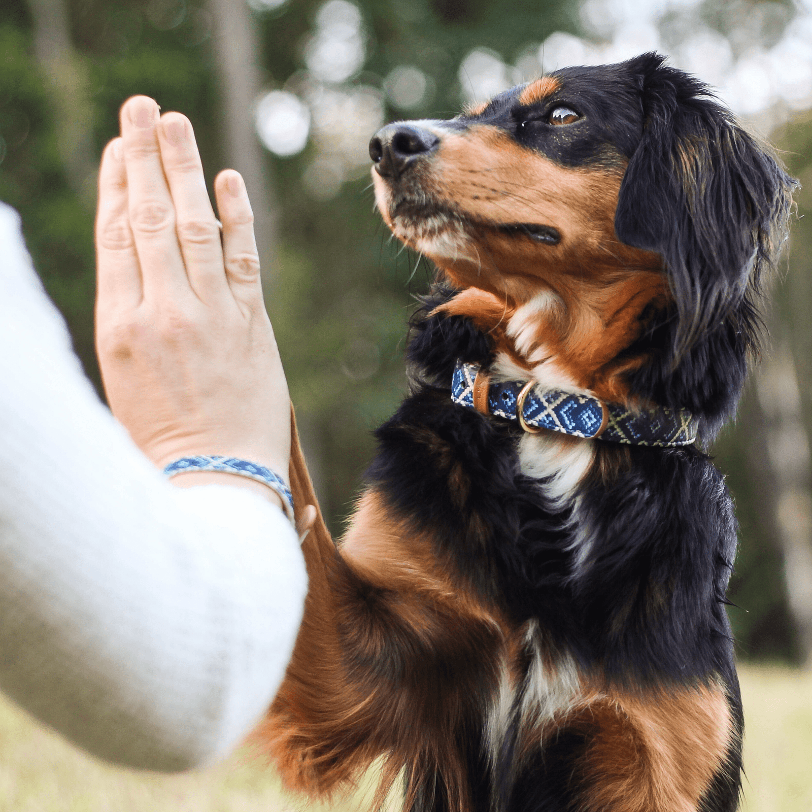 Friendship collar dog store